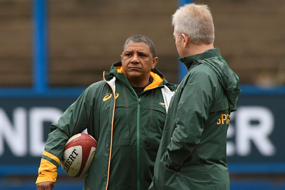 Springboks coach job is safe, for now